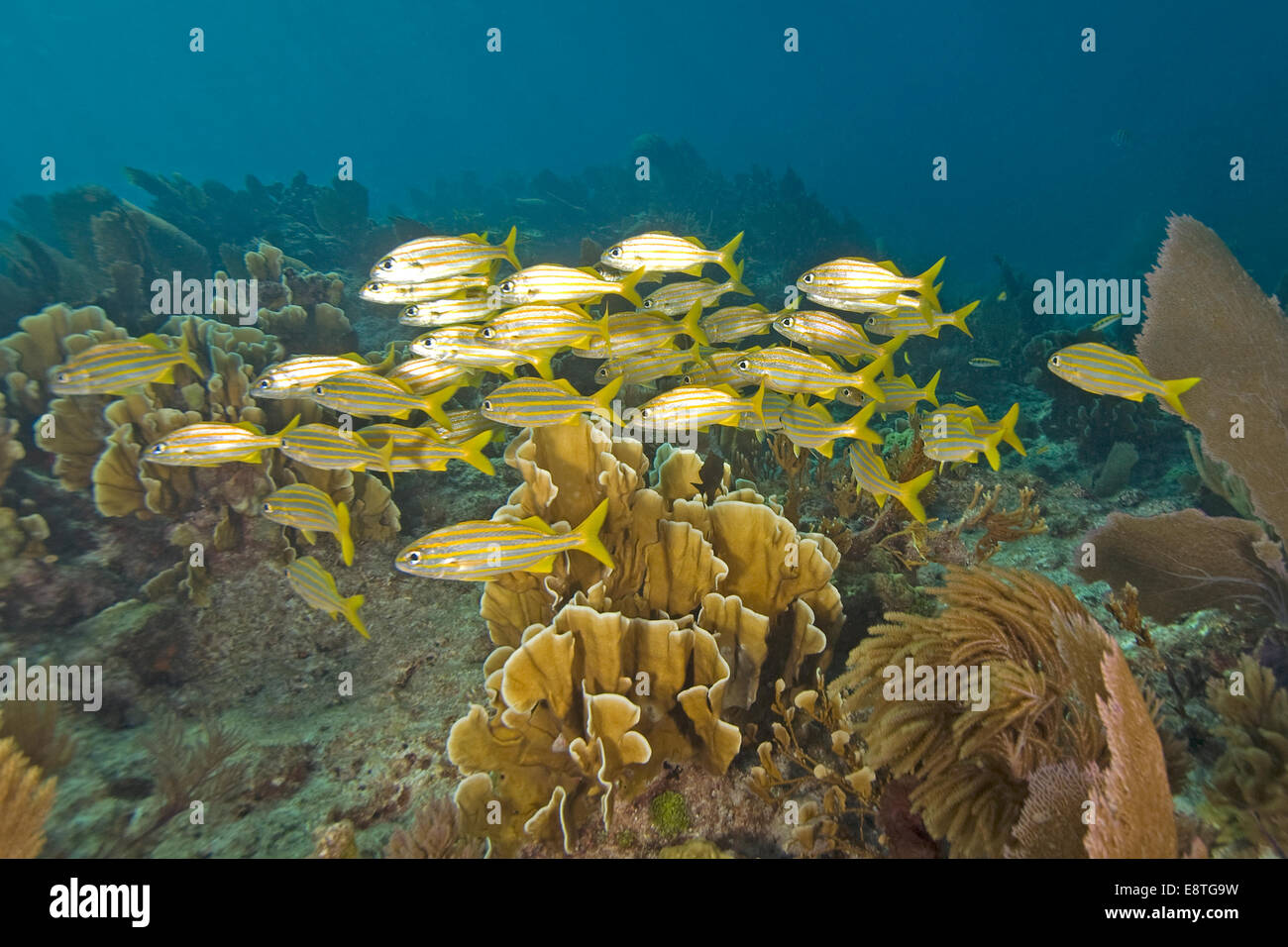 Large underwater school of fish at Key Largo, Florida coral reef Stock ...