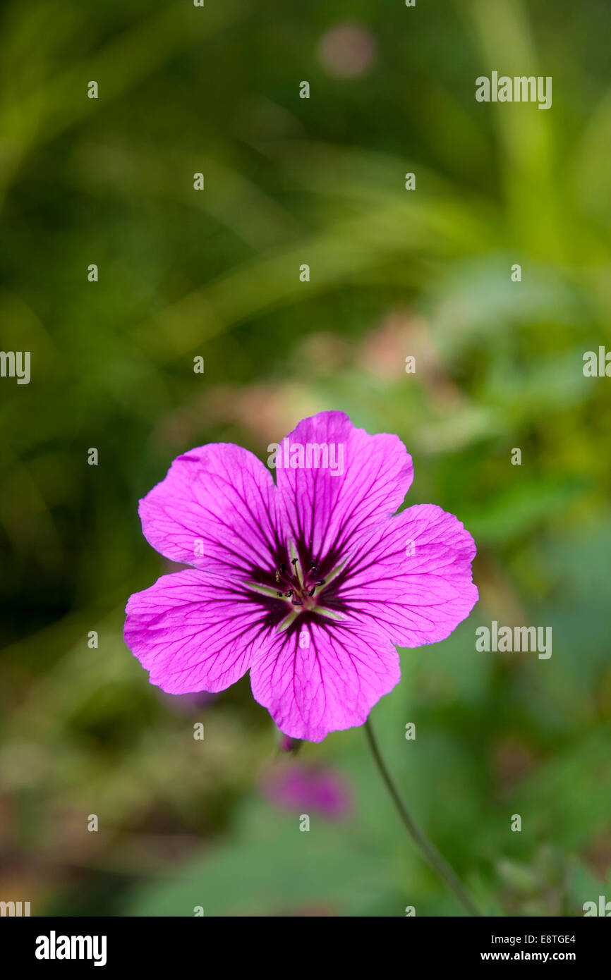 Botany purple flower hi-res stock photography and images - Alamy