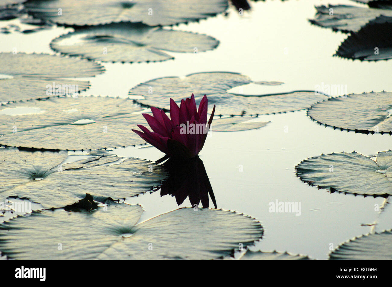 Floating plants hi-res stock photography and images - Alamy