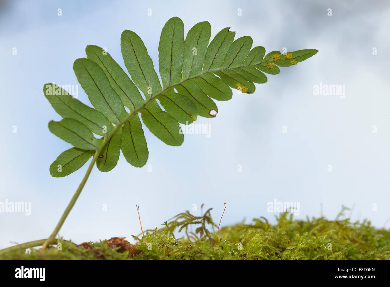 Fern; Pteridophyta; Trebah Gardens; Cornwall; Uk Stock Photo - Alamy