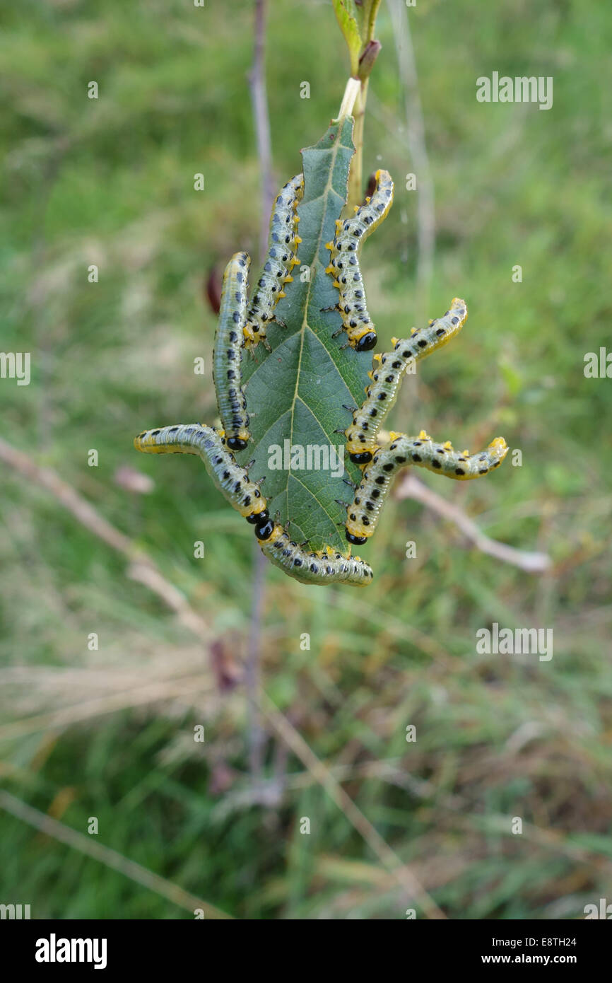 Birch Sawfly High Resolution Stock Photography and Images - Alamy