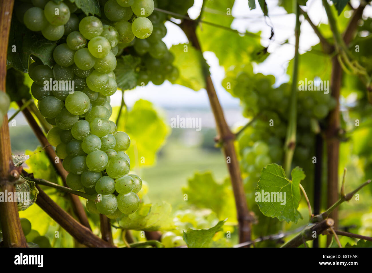 grapevine cultivation in the italian countryside in a stormy summer day ...