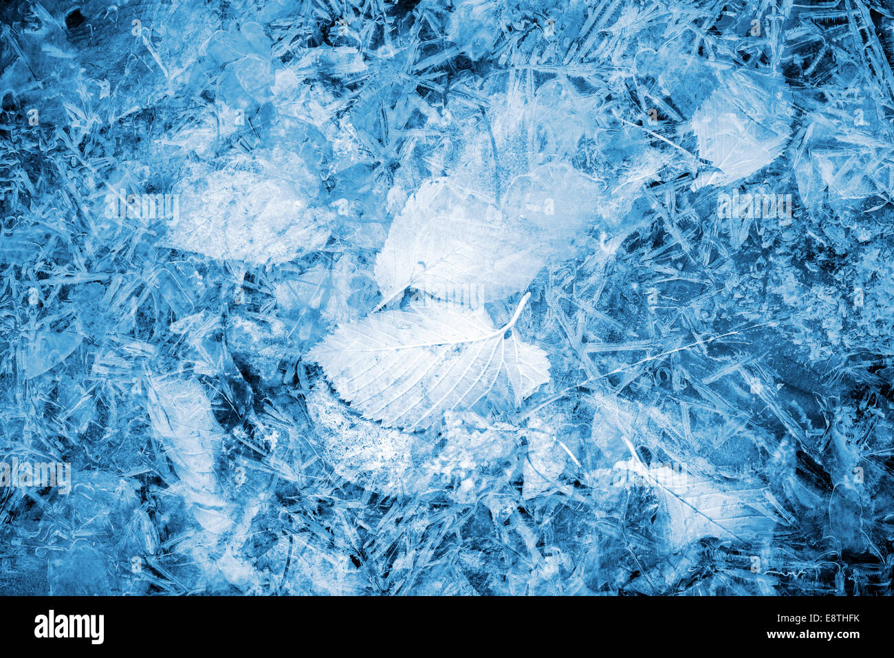 Autumnal fallen leaves lay under thin layer of bright blue ice in the ...