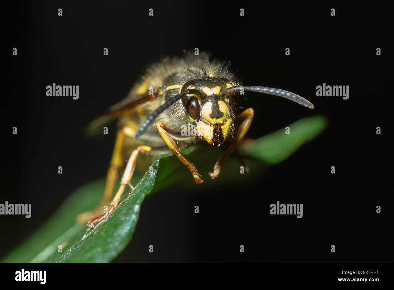 Common Wasp, Vespula vulgaris, Studio Closeup, Tremough Campus ...