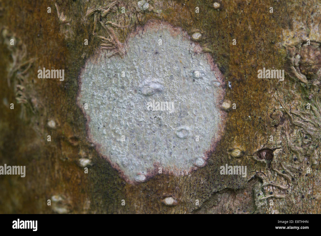 Algae patch hi-res stock photography and images - Alamy