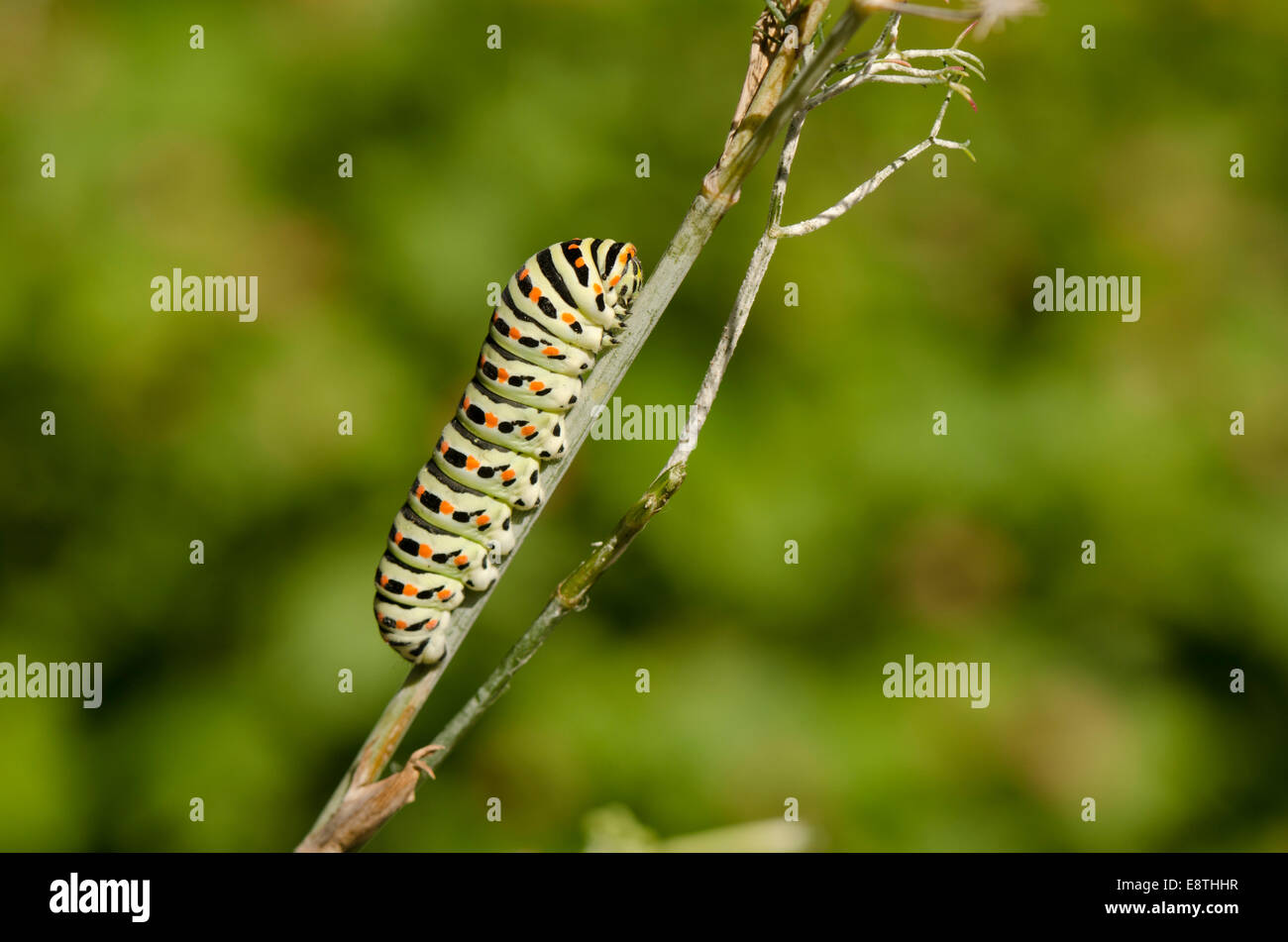 Caterpillar of a Common yellow swallowtail, Papilio machaon, butterfly. Andalusia, Spain Stock ...