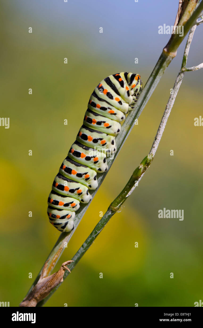 Common yellow swallowtail hi-res stock photography and images - Alamy