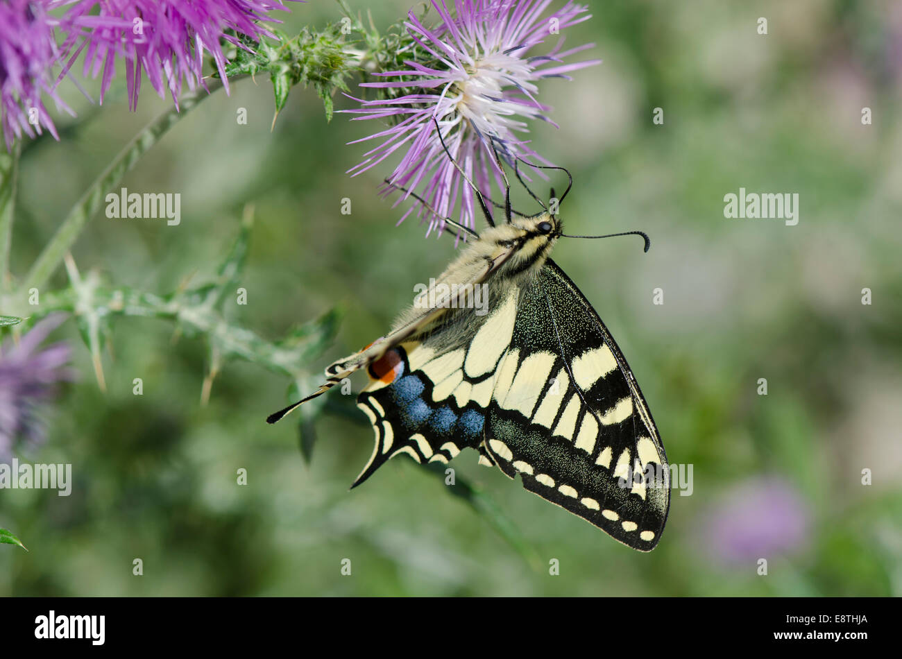 A common yellow swallowtail, Papilio machaon, sipping nectar, Andalusia, Spain Stock Photo - Alamy
