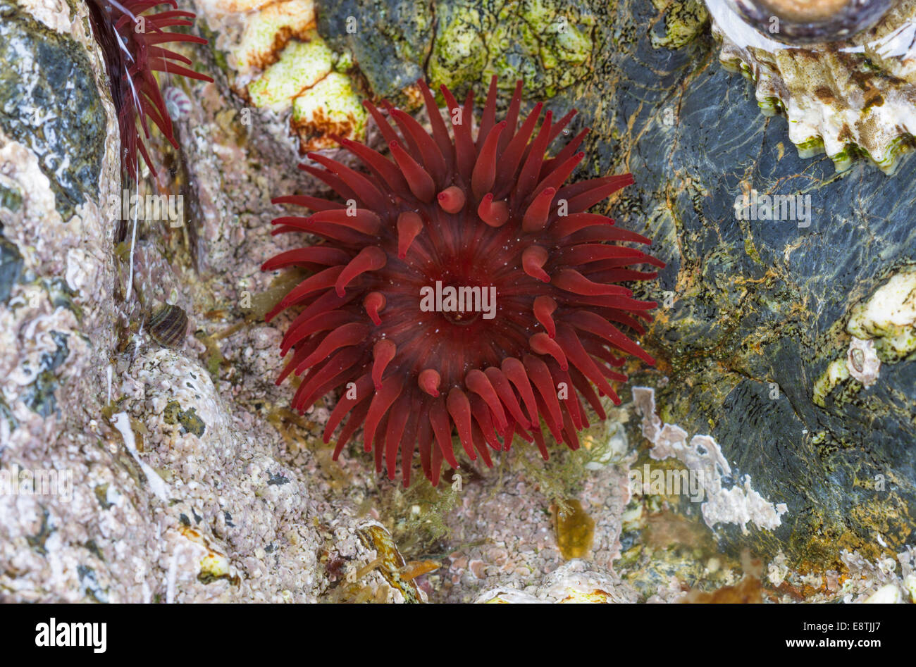 Beadlet Anemone, Actinia equina, Cornwall, Uk Stock Photo - Alamy
