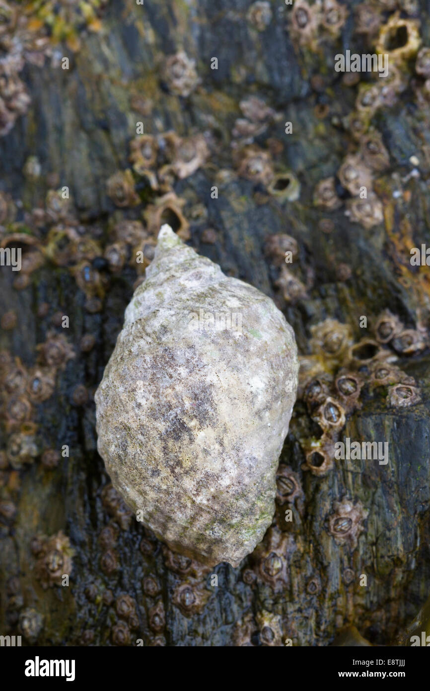 Dog Whelk, Nucella lapillus, Cornwall, Uk Stock Photo - Alamy