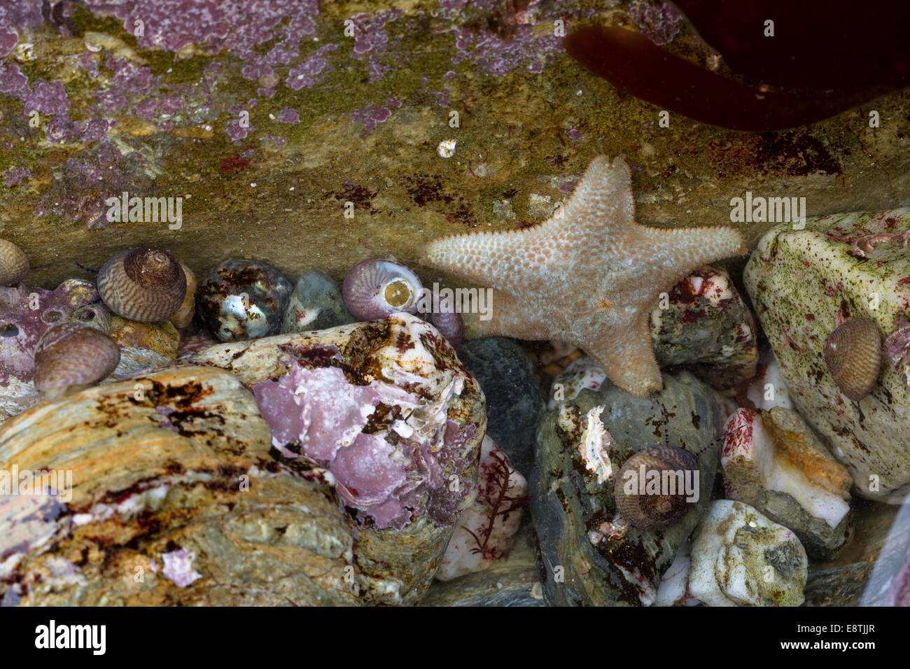 Starfish, Asteroidea, Cornwall, Uk Stock Photo - Alamy
