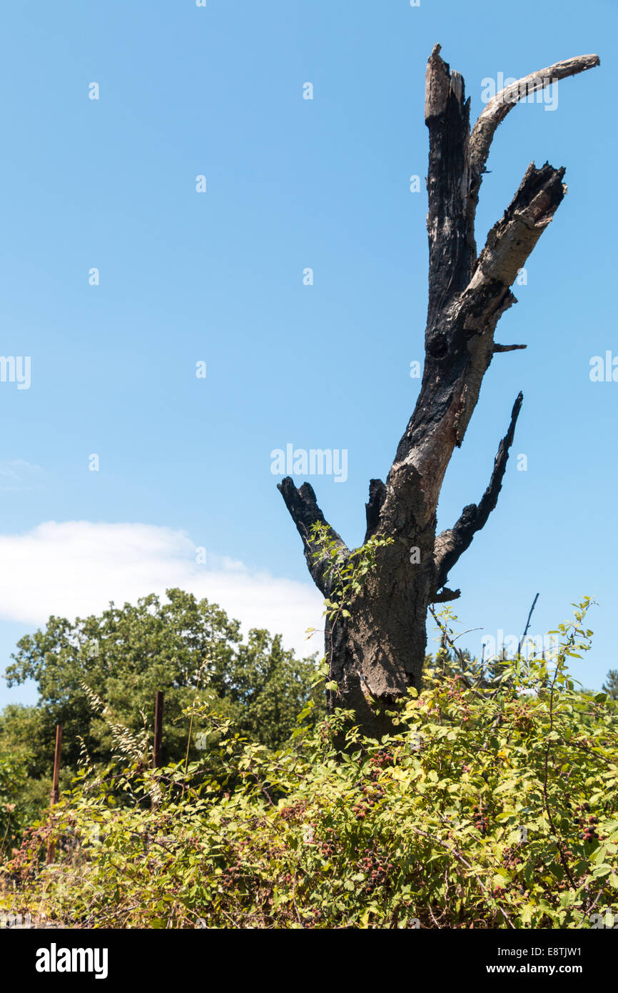 Lightning fire tree hi-res stock photography and images - Alamy