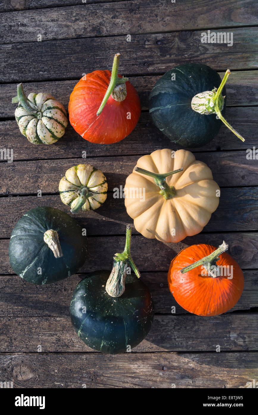 A selection of winter squashes 'curing' in the sunshine. (Hokkaido ...