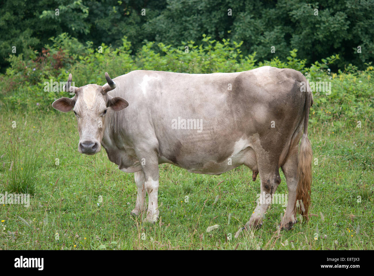 cow in green field. close up Stock Photo - Alamy