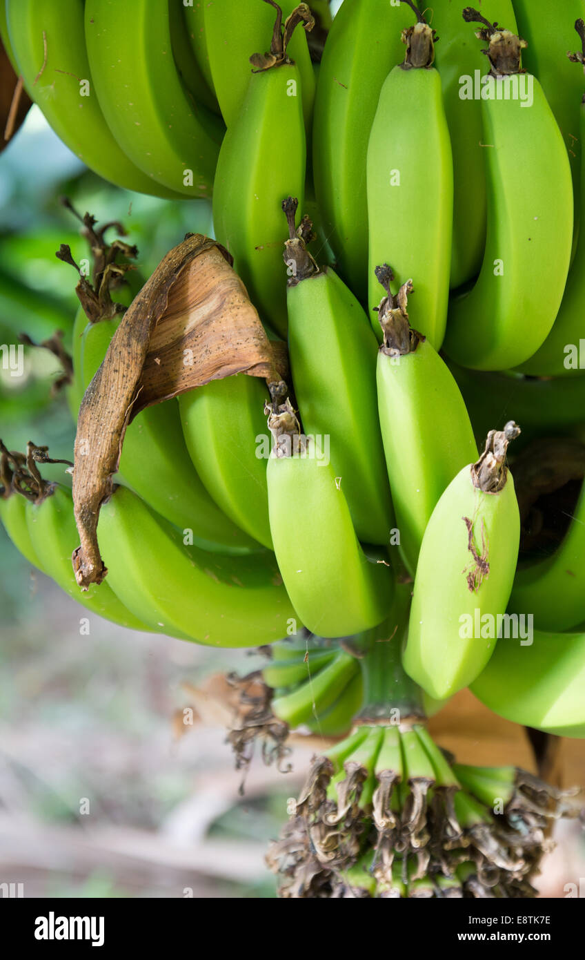 Green bananas ready to ripen in the Anti Atlas mountains. Agadir ...