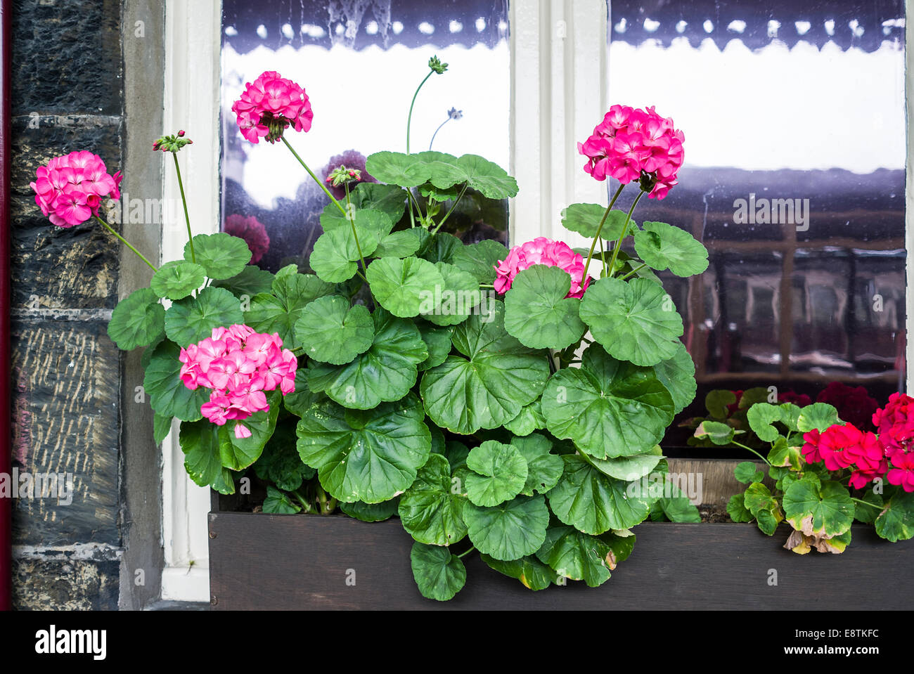Pink Pelargoniums Geraniums High Resolution Stock Photography and Images - Alamy