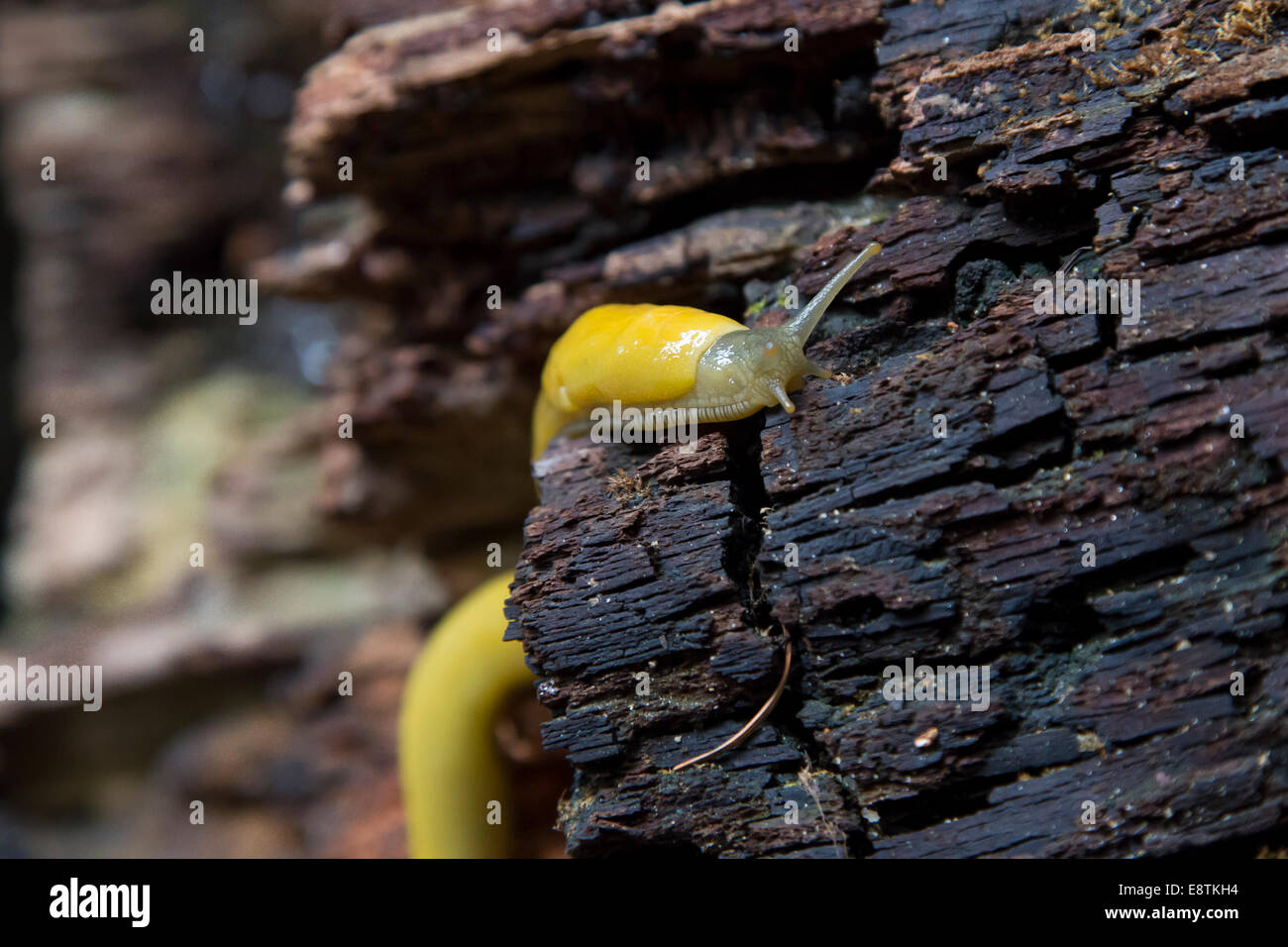 Banana slug mascot hi-res stock photography and images - Alamy