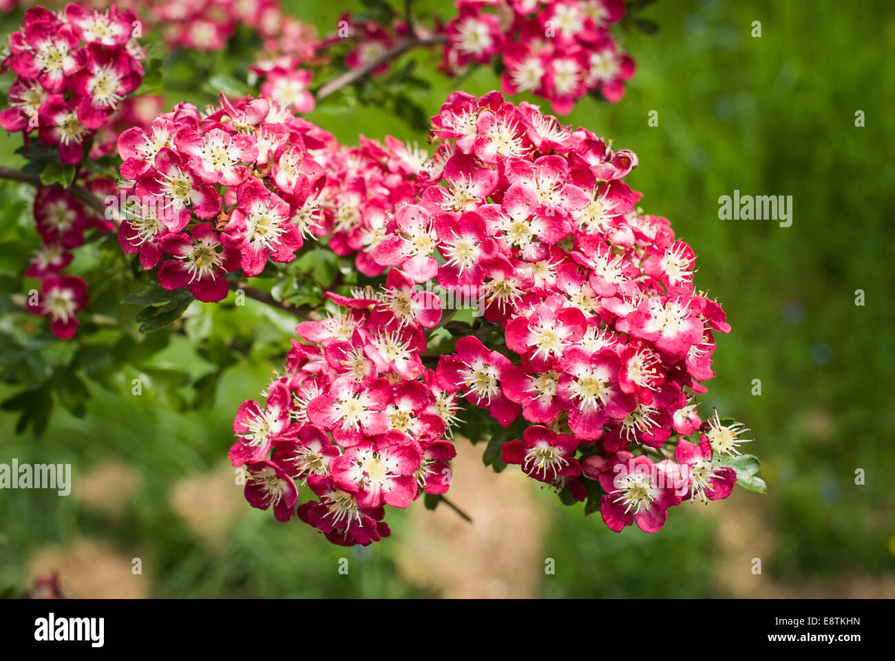 Flowering blossom on an ornamental hawthorn tree Stock Photo - Alamy
