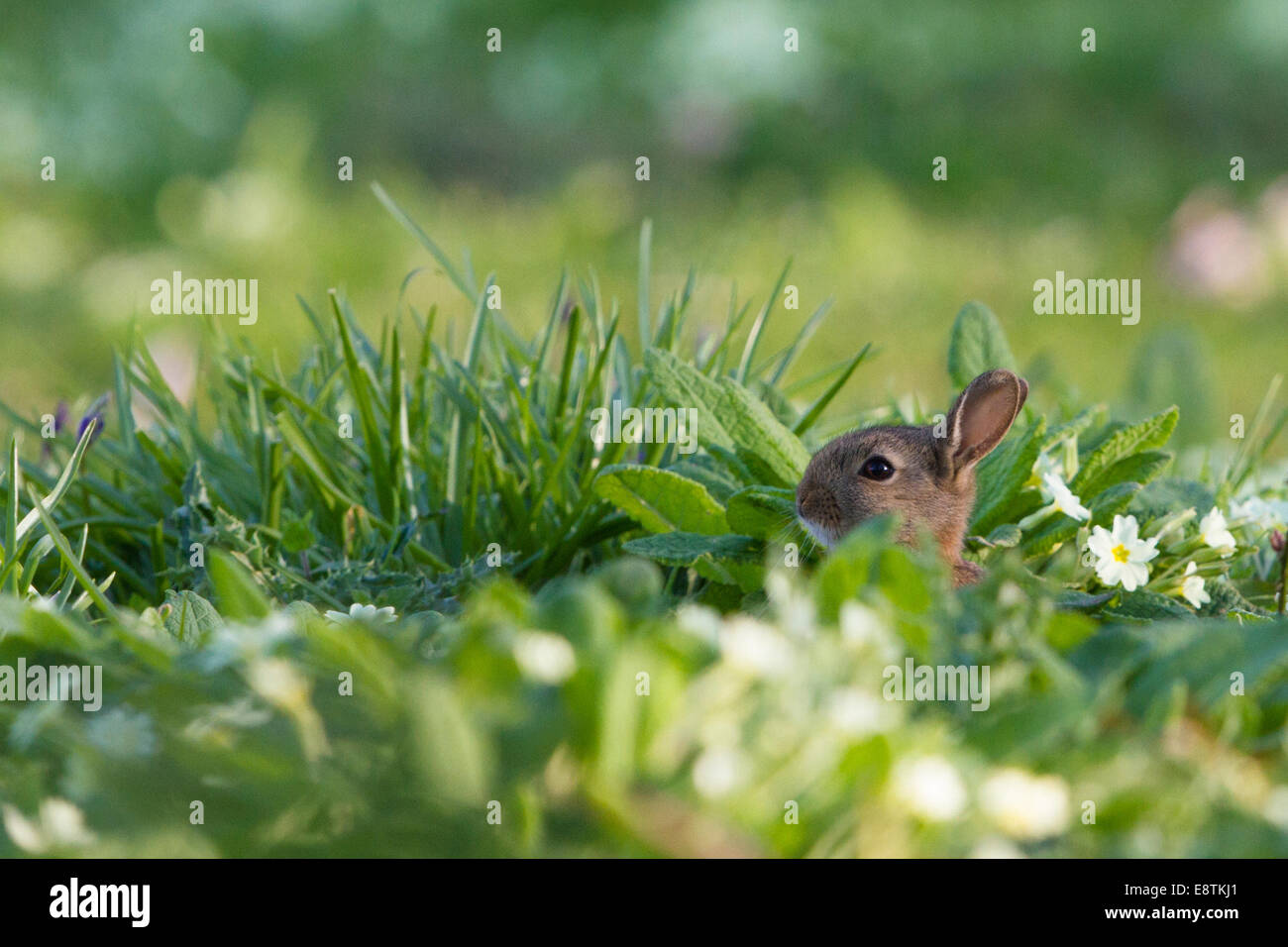 Lepus curpaeums hi-res stock photography and images - Alamy