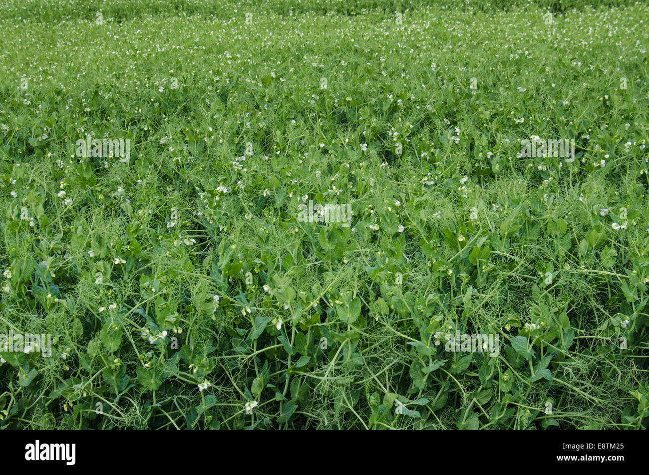 Large cultivated crop of peas Stock Photo - Alamy