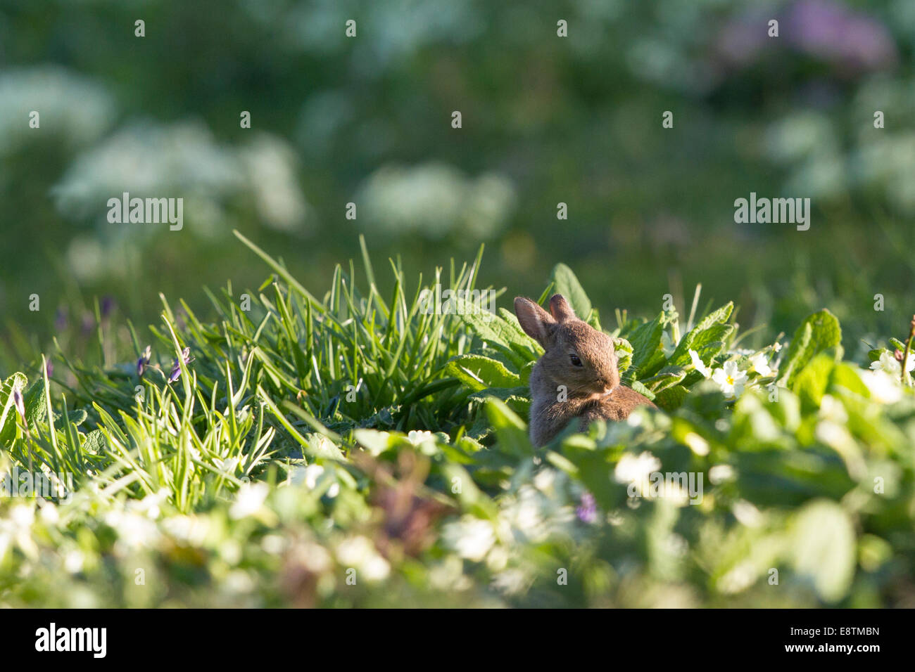 Lepus Curpaeums High Resolution Stock Photography and Images - Alamy