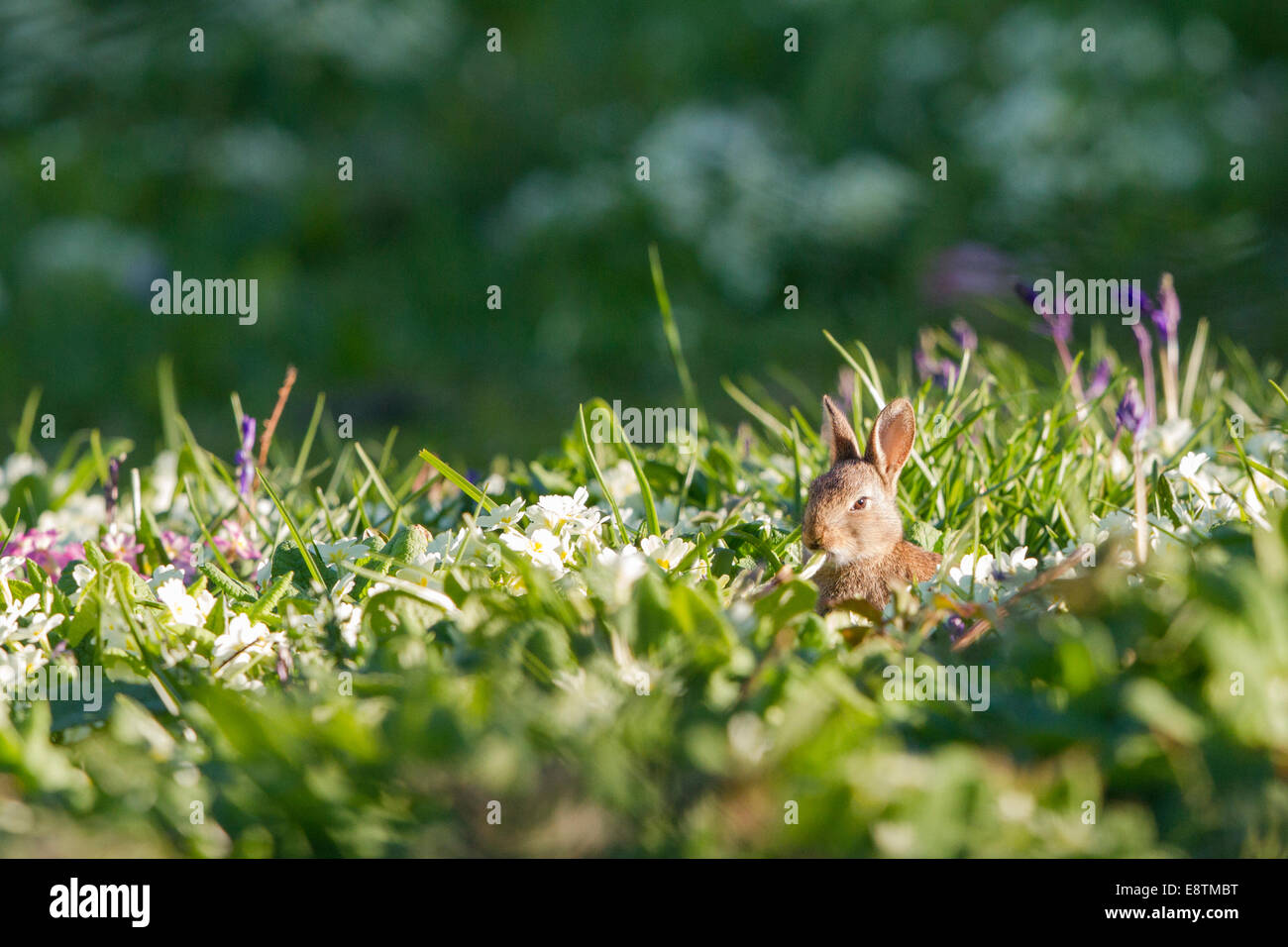 Lepus Curpaeums High Resolution Stock Photography and Images - Alamy