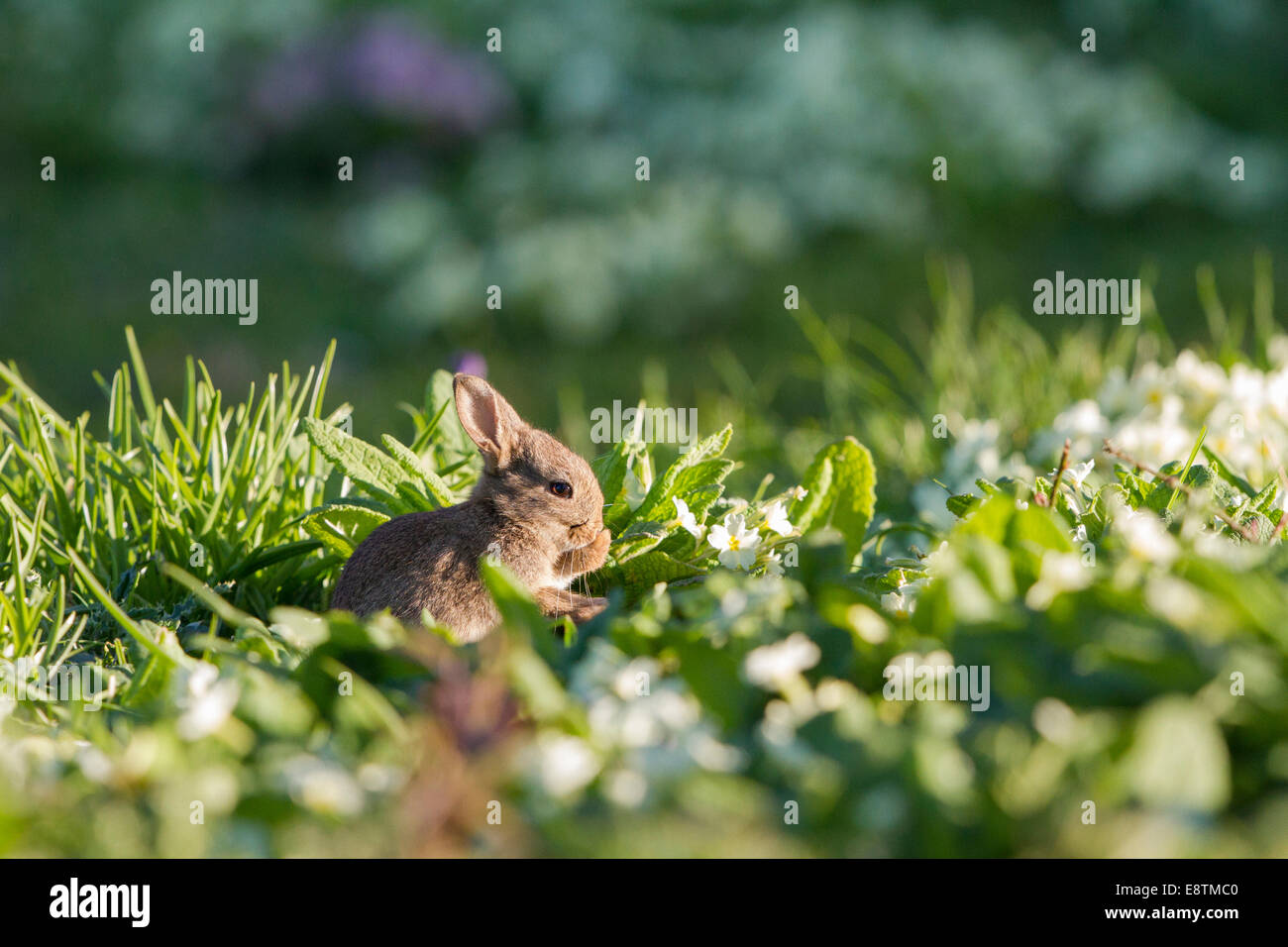 Lepus Curpaeums High Resolution Stock Photography and Images - Alamy