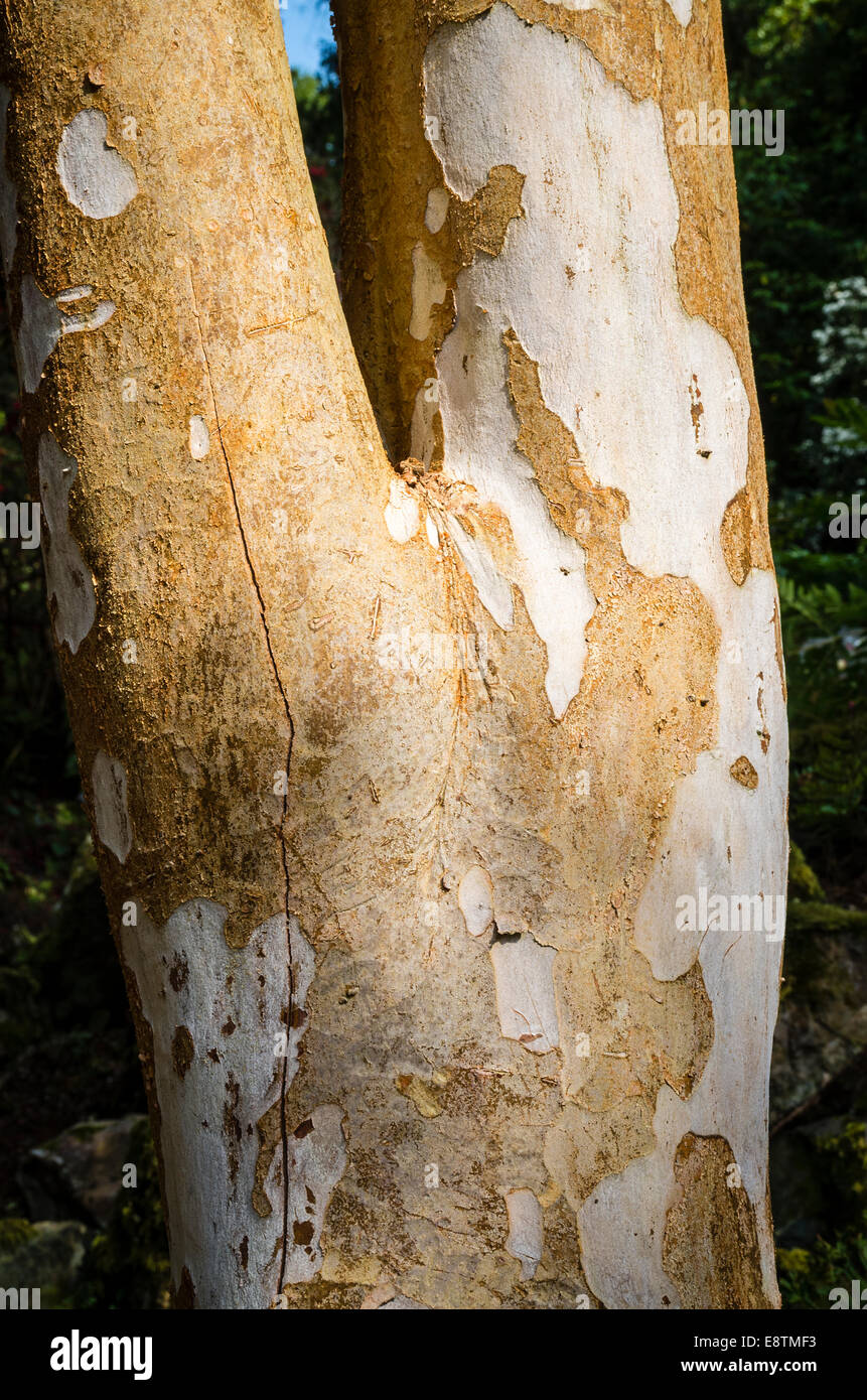 Luma apiculata hi-res stock photography and images - Alamy