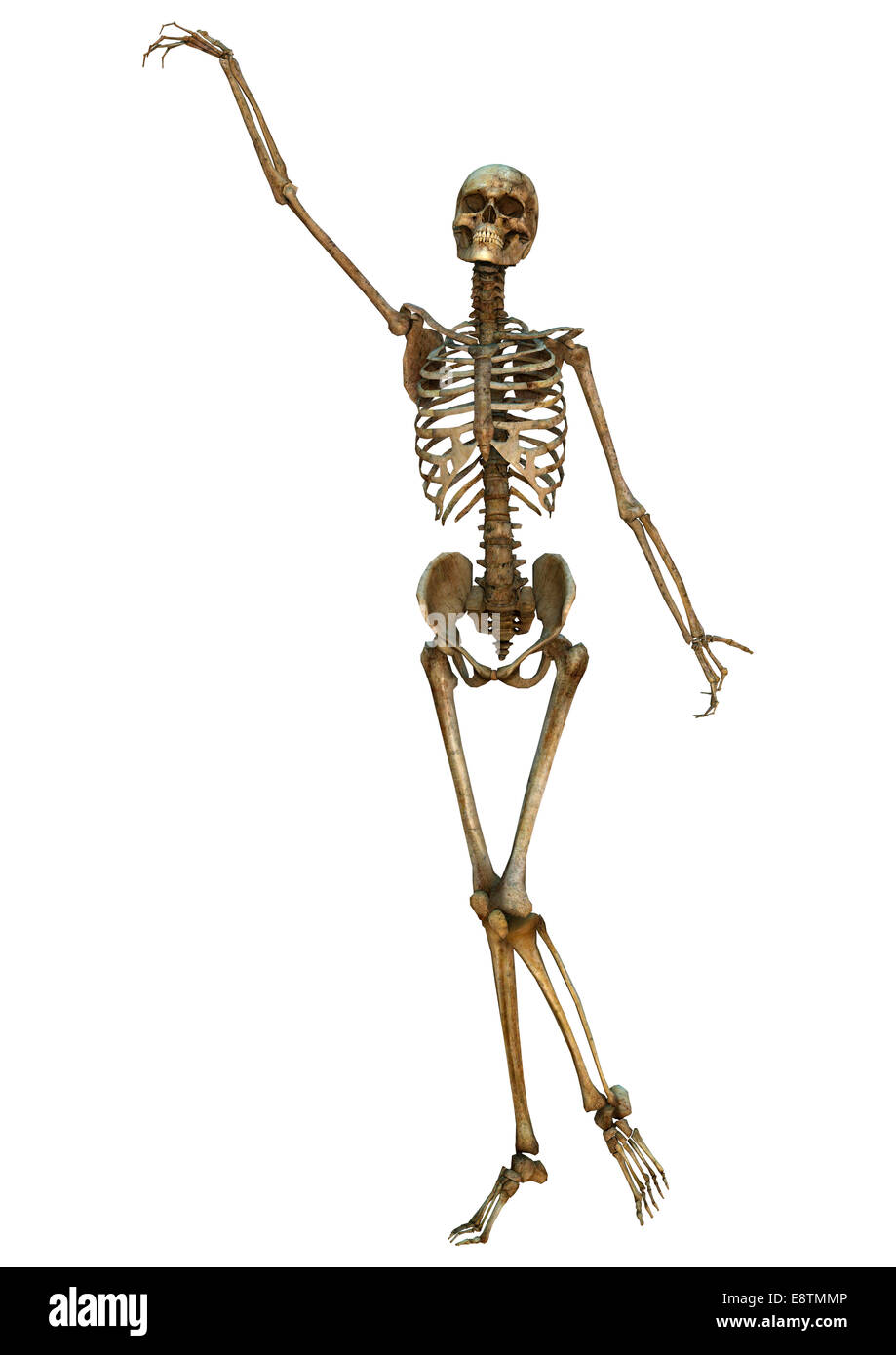 3D digital render of an old human skeleton isolated on white background ...