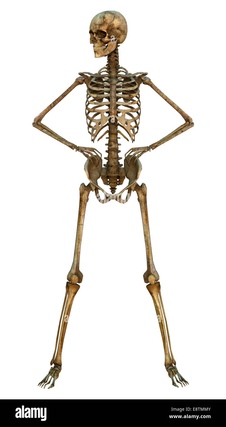 3D digital render of an old human skeleton isolated on white background ...