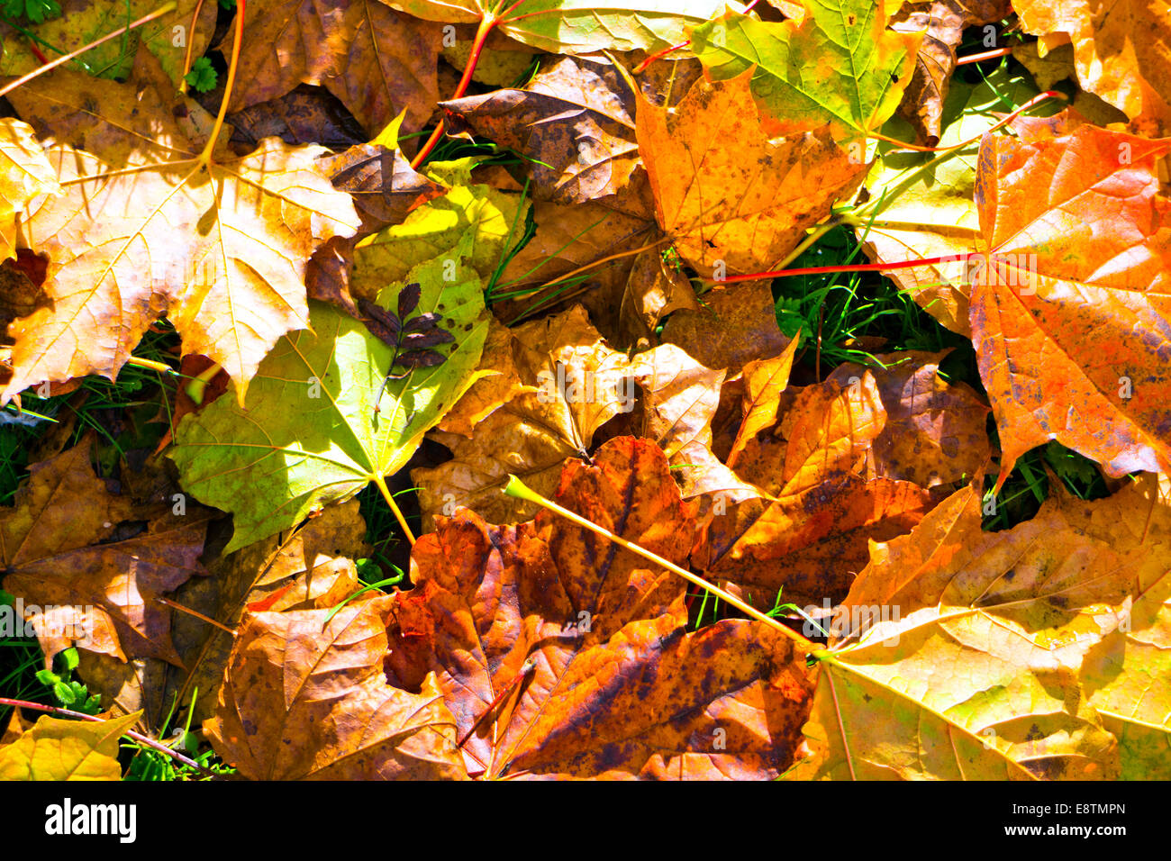 Fallen autumn leaves Stock Photo - Alamy