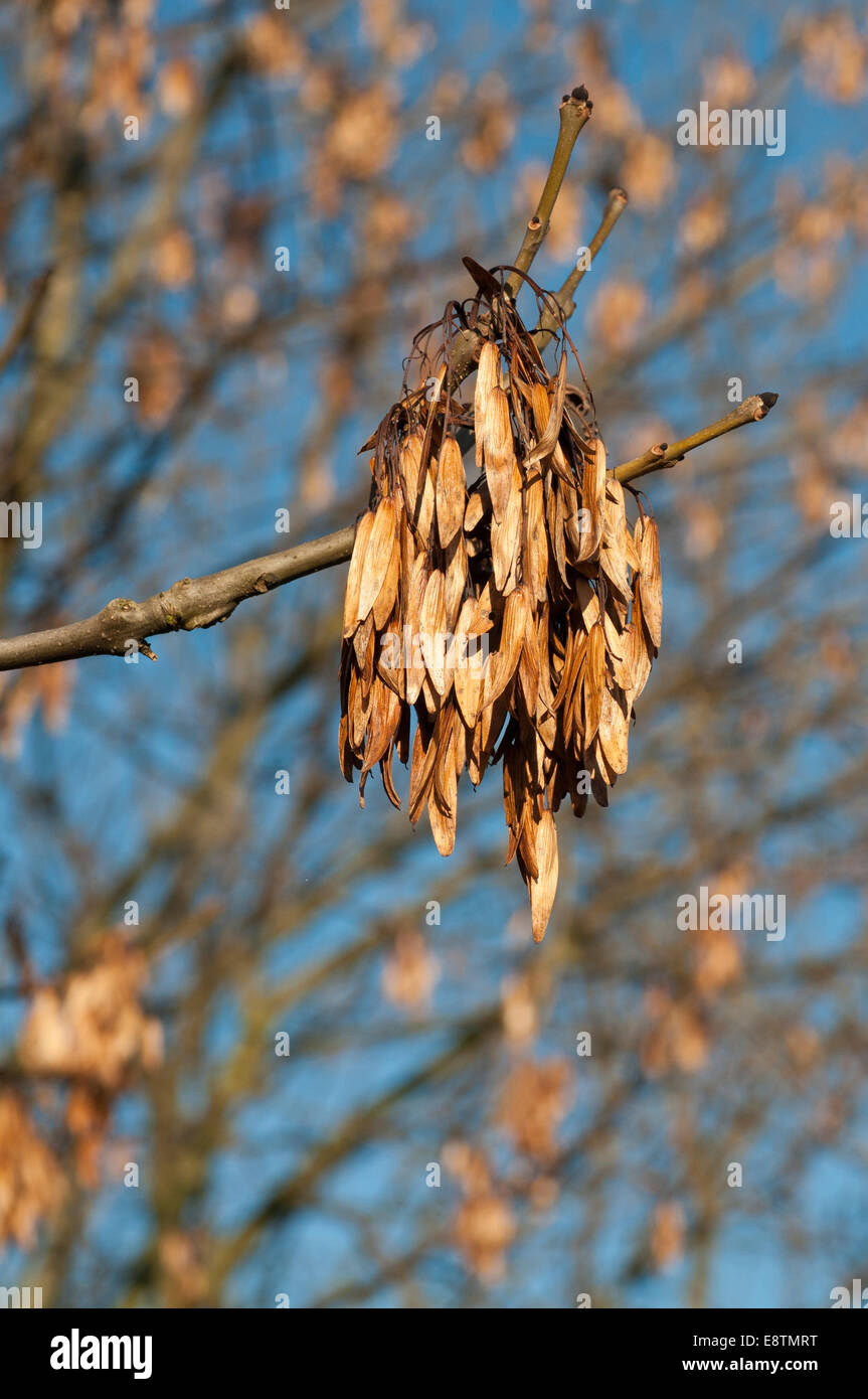 Ash keys in winter sunshine Stock Photo - Alamy