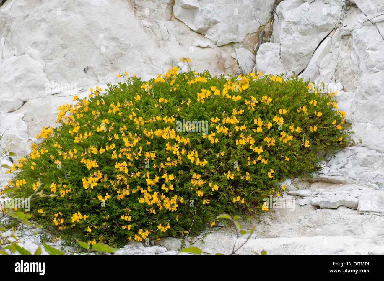 Clump of Horseshoe Vetch growing on the chalk cliff face at Eastbourne ...