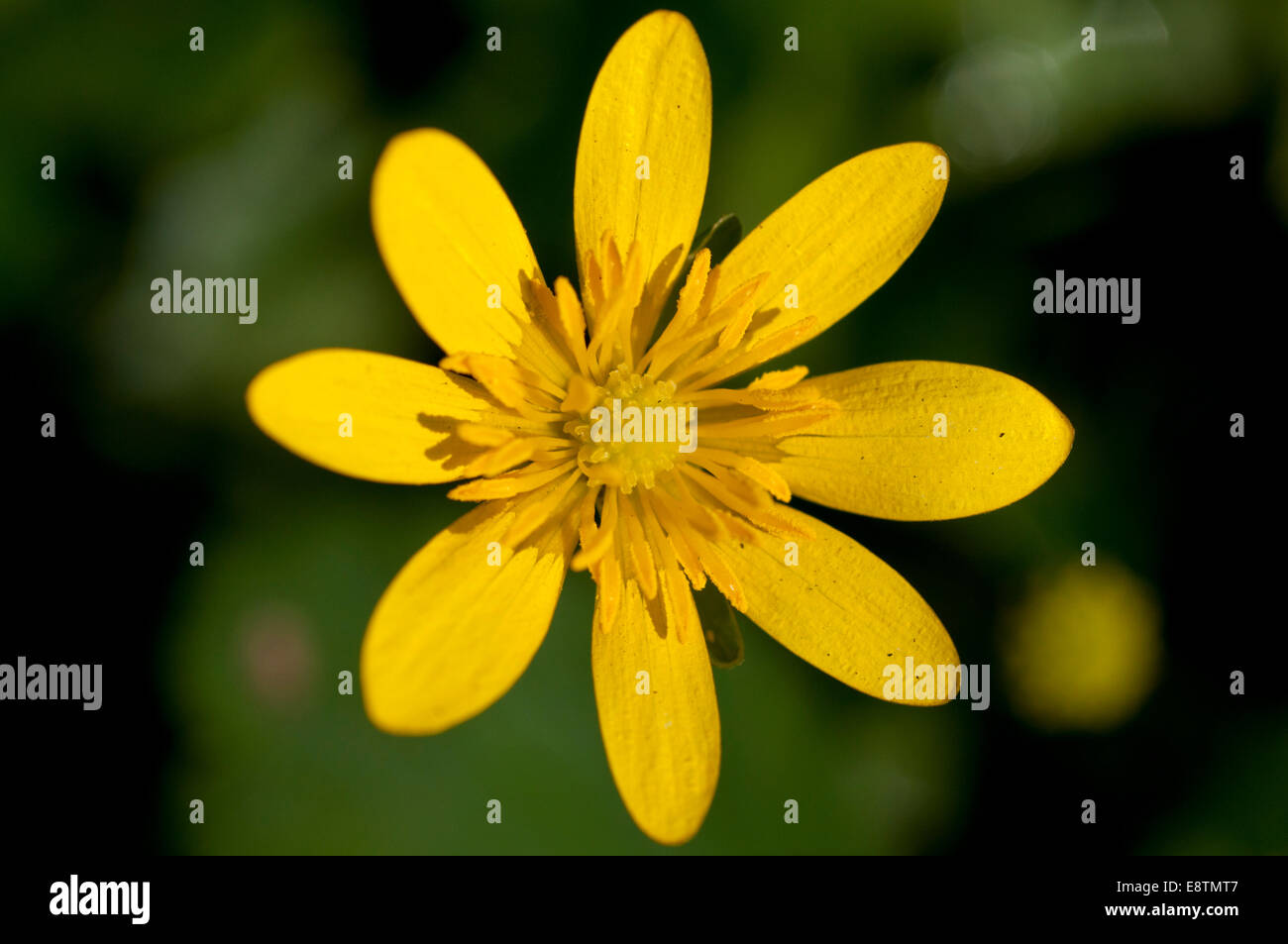 Close up of a single yellow Lesser Celandine flower Stock Photo - Alamy