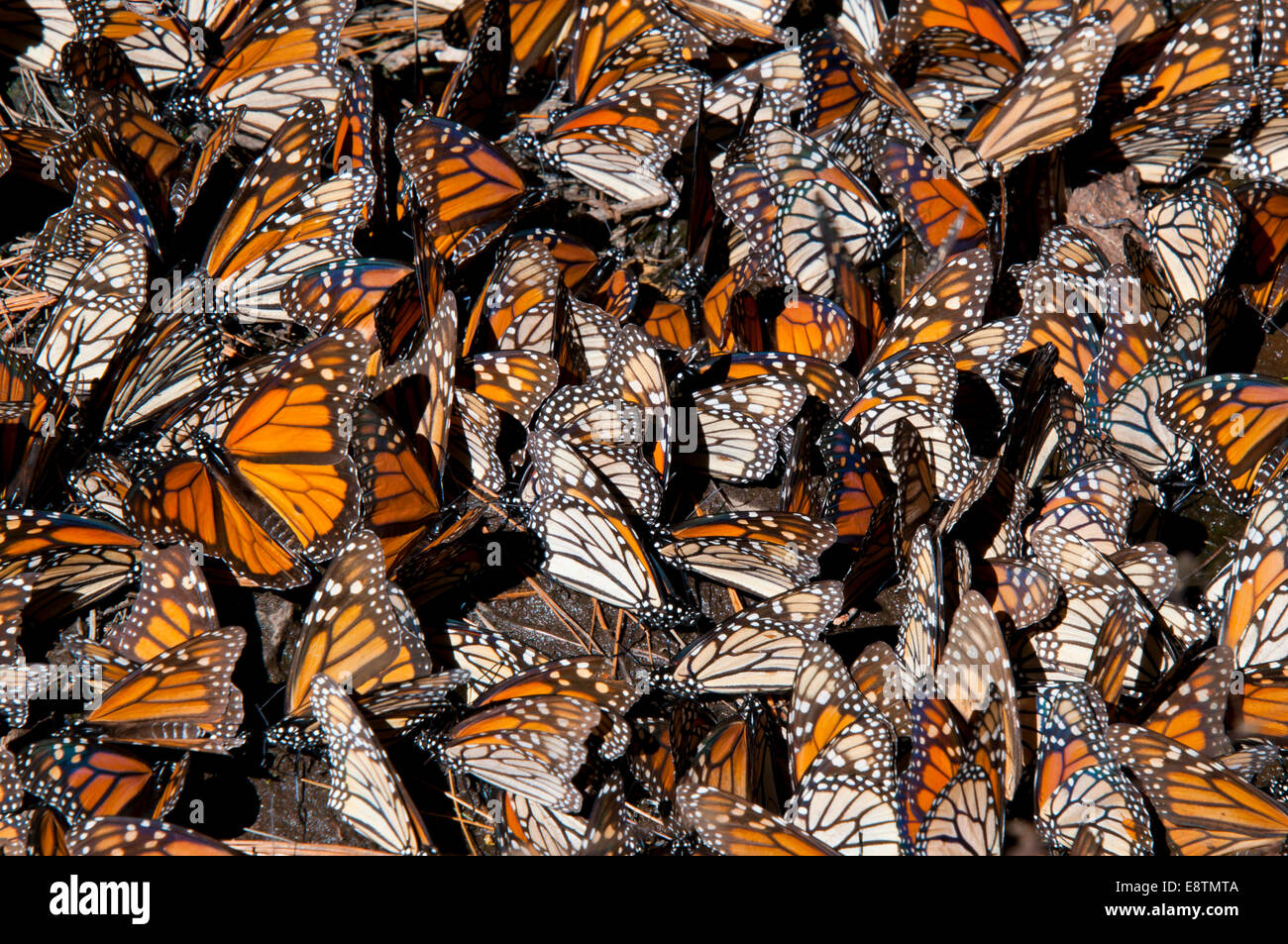 A carpet of Monarch butterflies as they mud-puddle at the Sierra ...