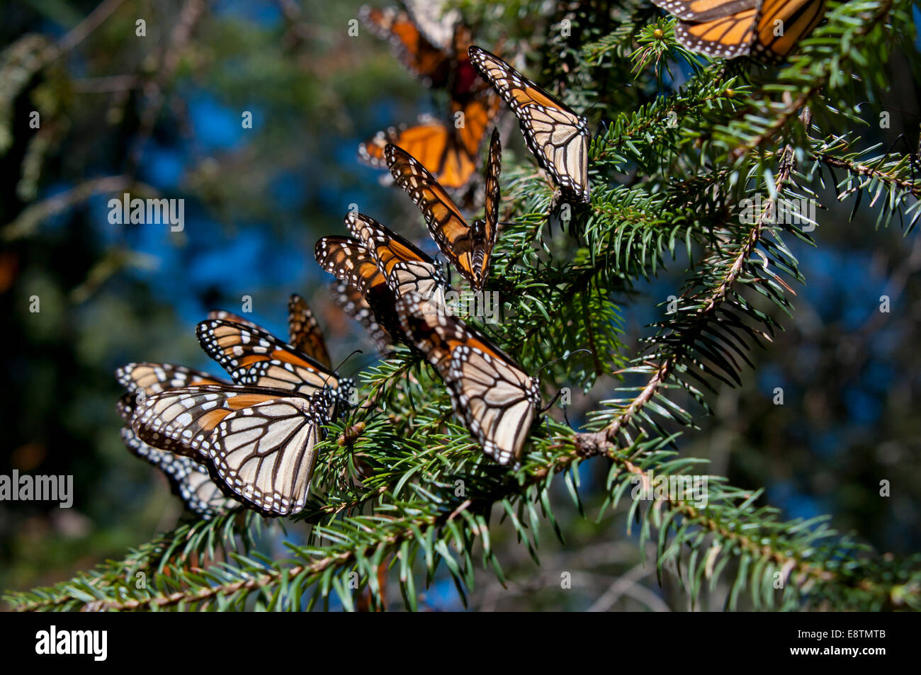 Monarch butterflies mexico hi-res stock photography and images - Alamy