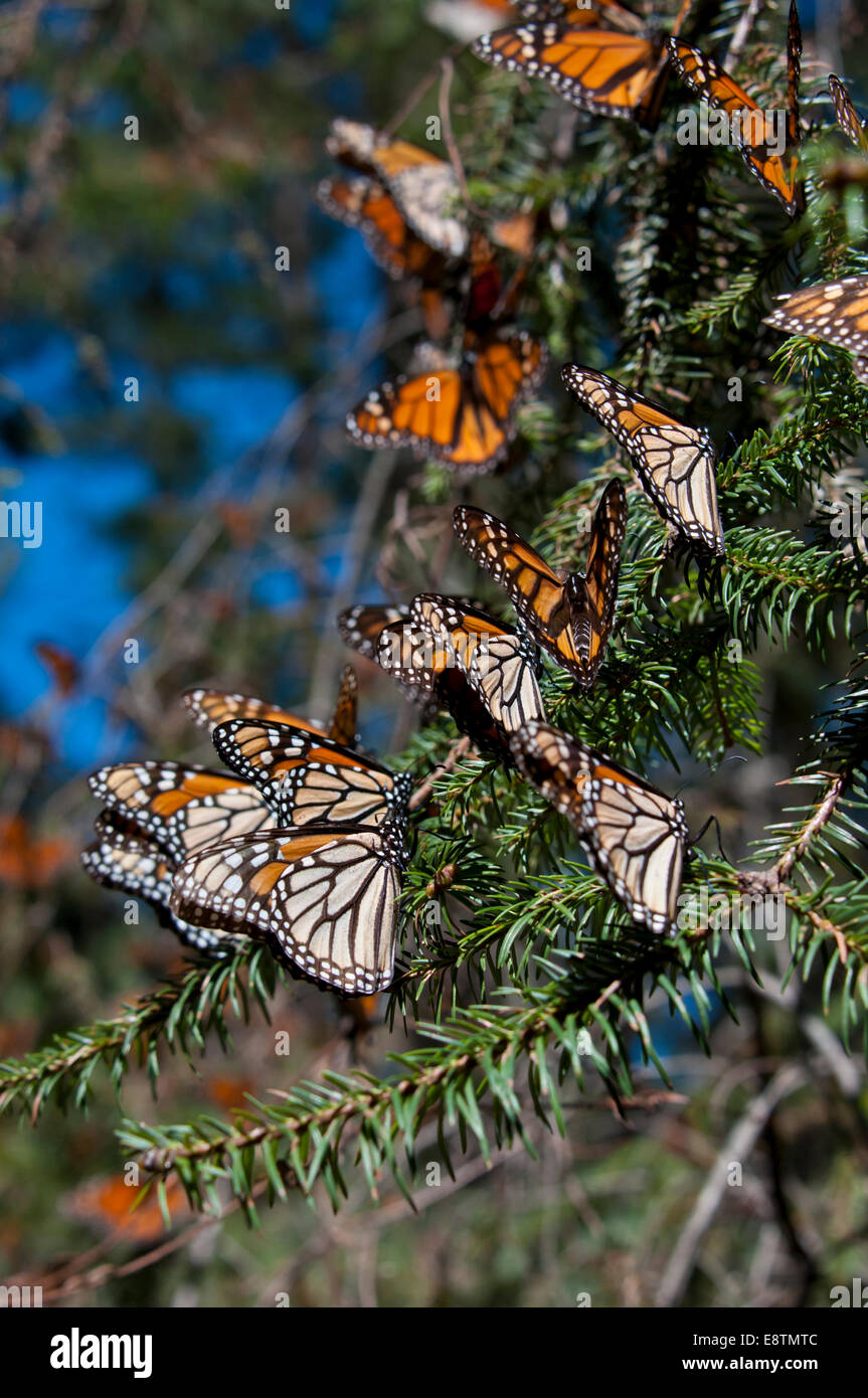Monarch butterflies at the Sierra Chincua Monarch reserve in Mexico ...