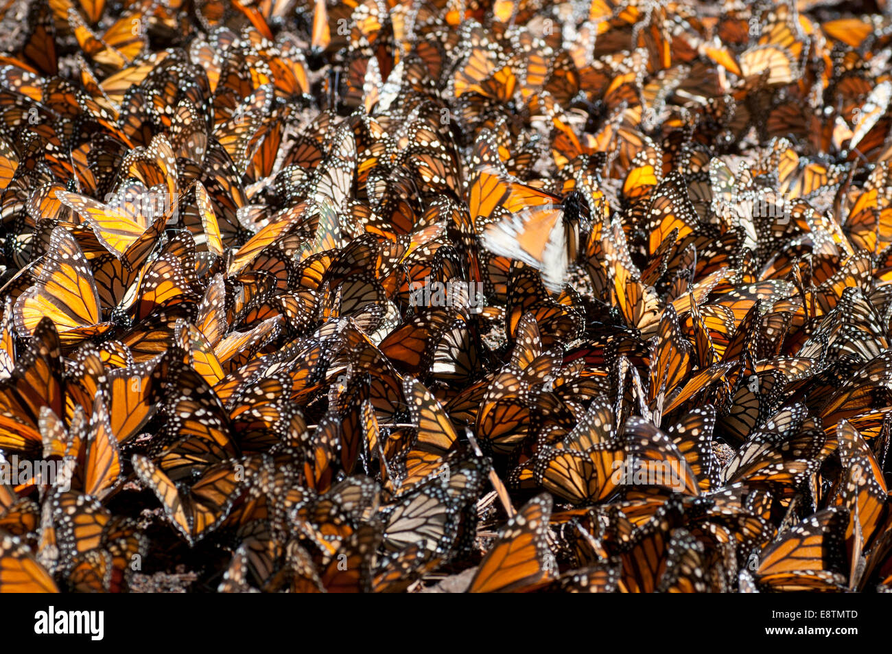 Large mass of butterflies hi-res stock photography and images - Alamy