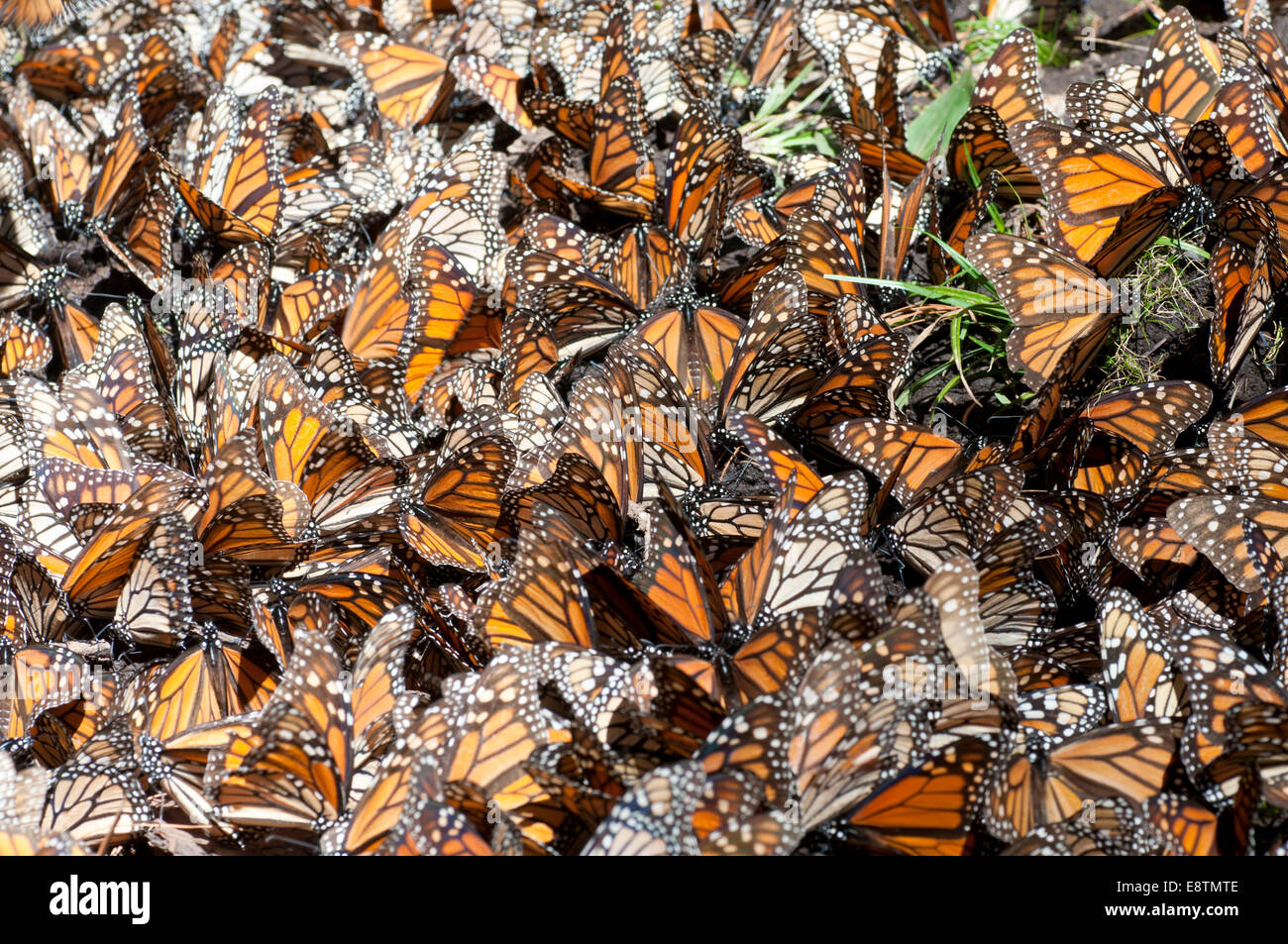 A carpet of Monarch butterflies as they mud-puddle at the Sierra ...