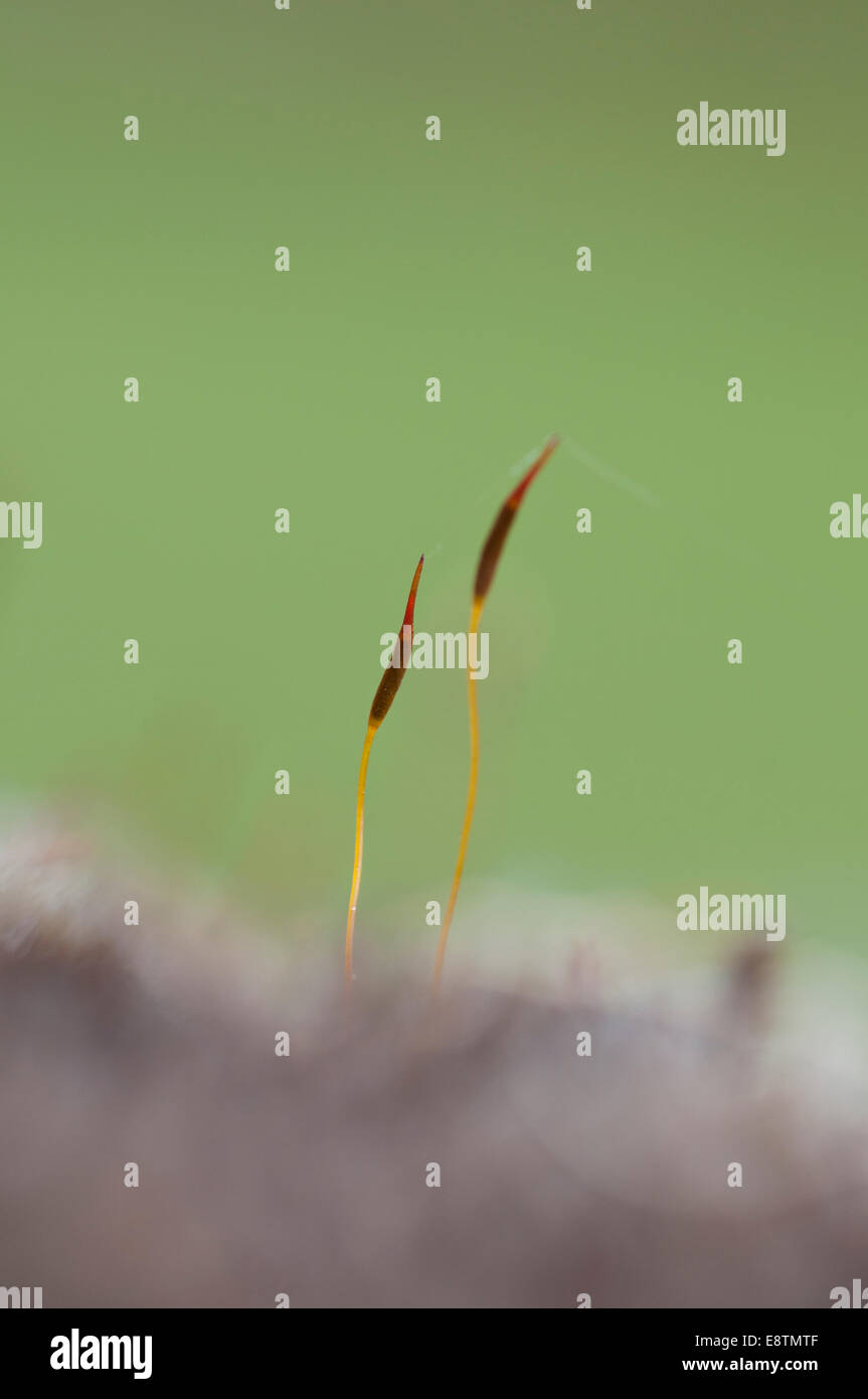 Two seed capsules of the common Wall Screw-moss on a wall at Box Hill ...