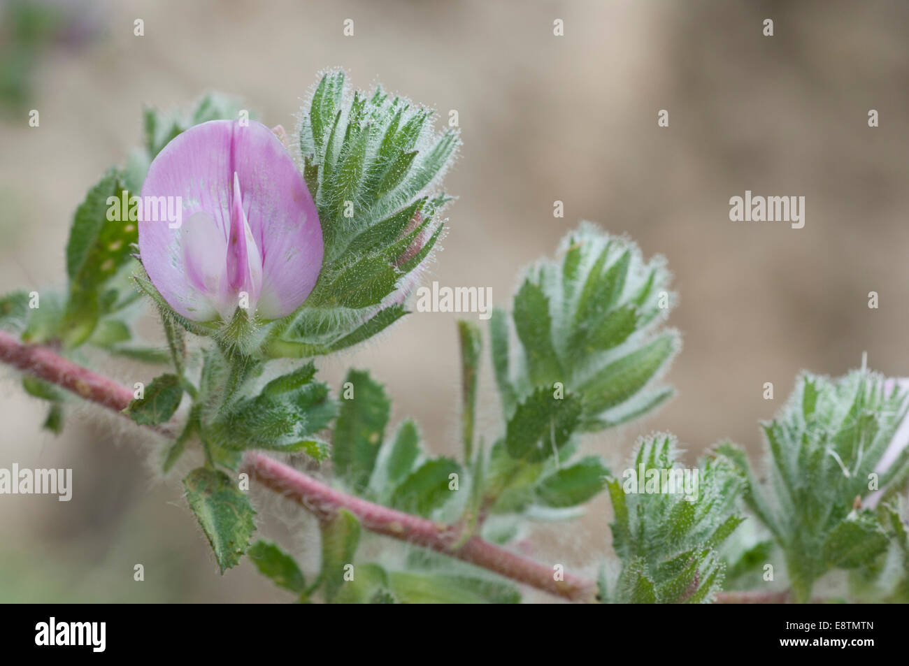 A single flower of Restharrow showing its leaves against a clear ...