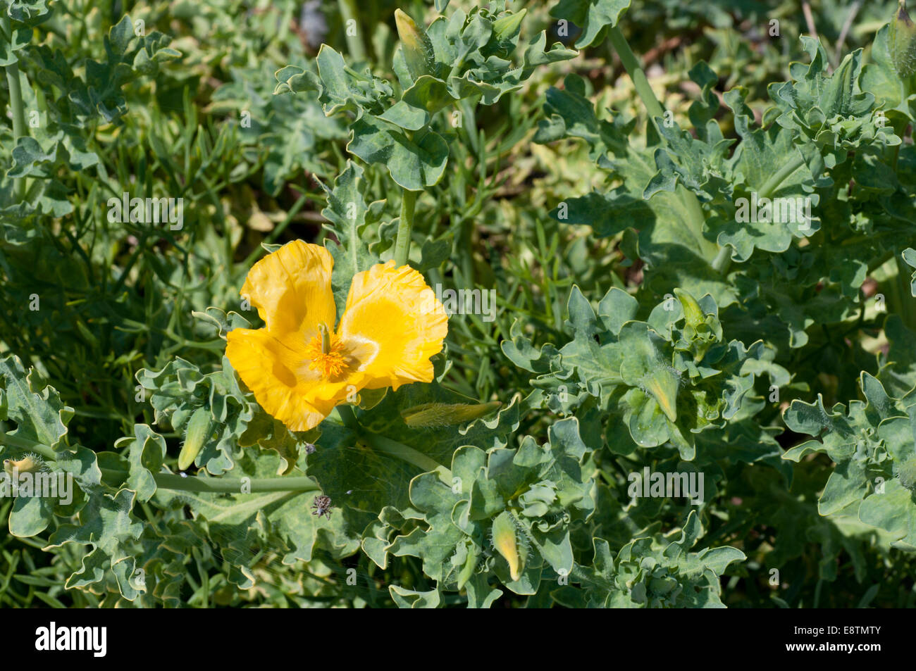 Yellow horned Poppy in flower at Eastbourne, East Sussex showing the ...