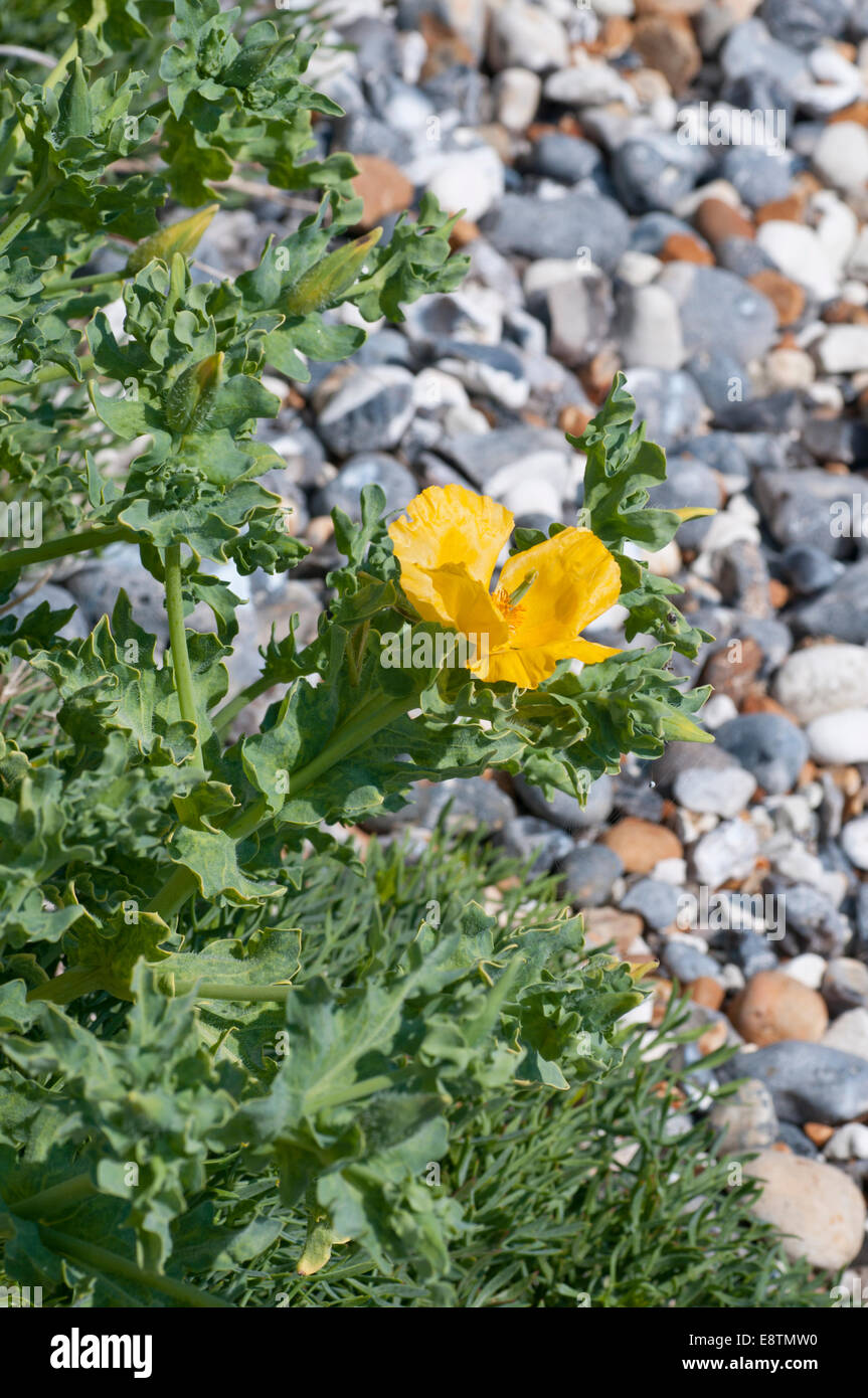 Yellow horned Poppy in flower against a shingle background at ...
