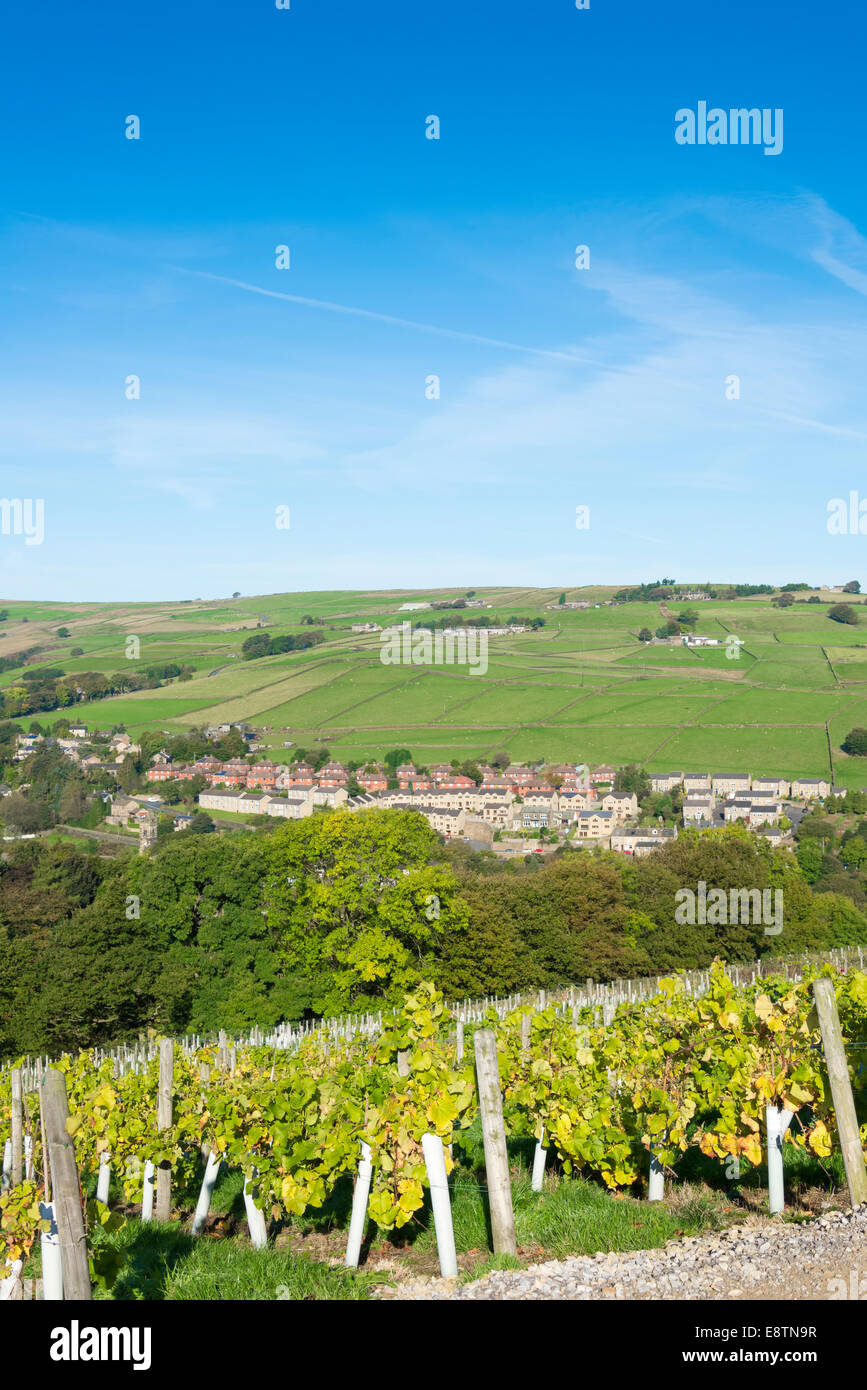 Holmfirth vineyard hi-res stock photography and images - Alamy