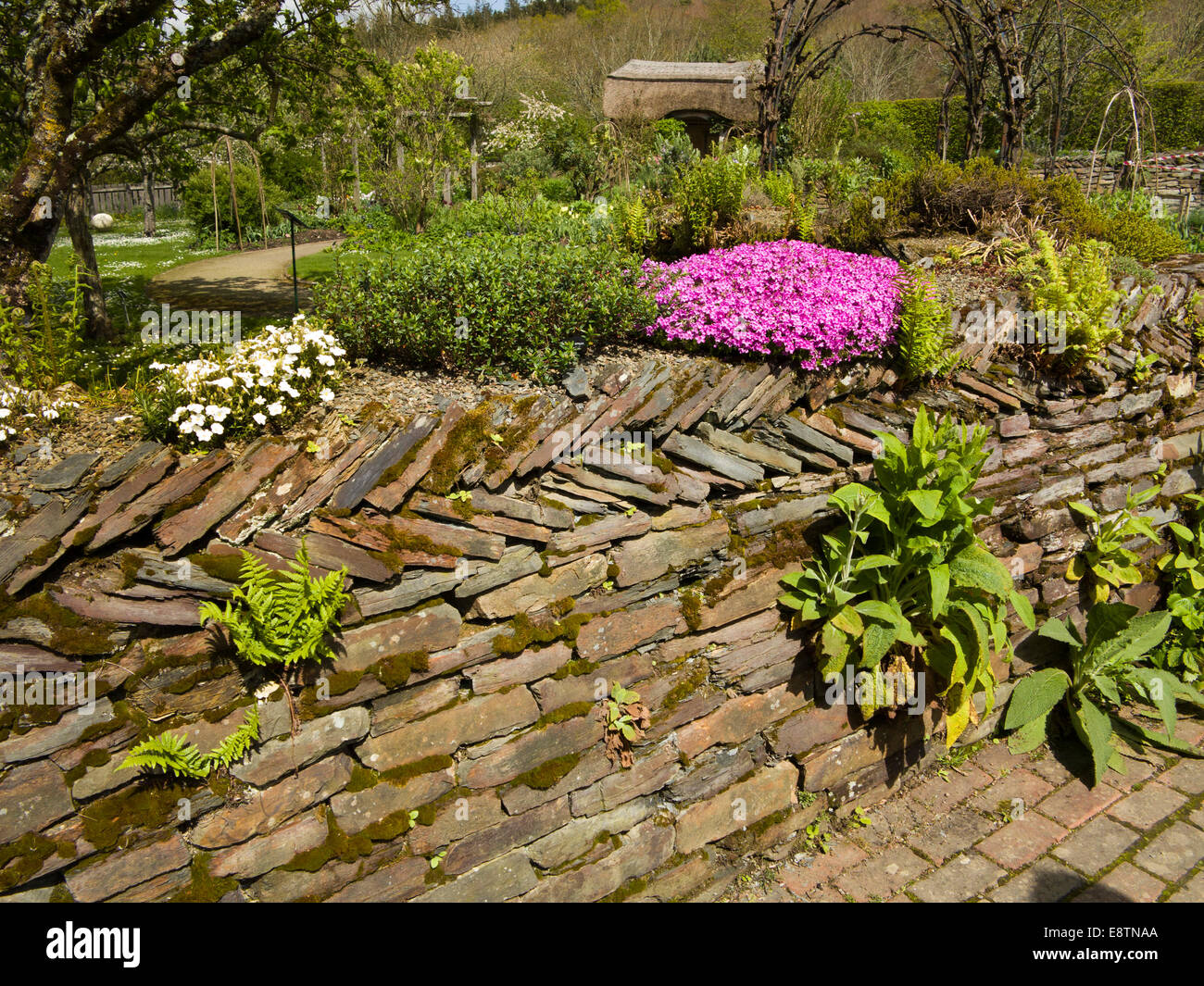 Devon dry stone walls hi-res stock photography and images - Alamy