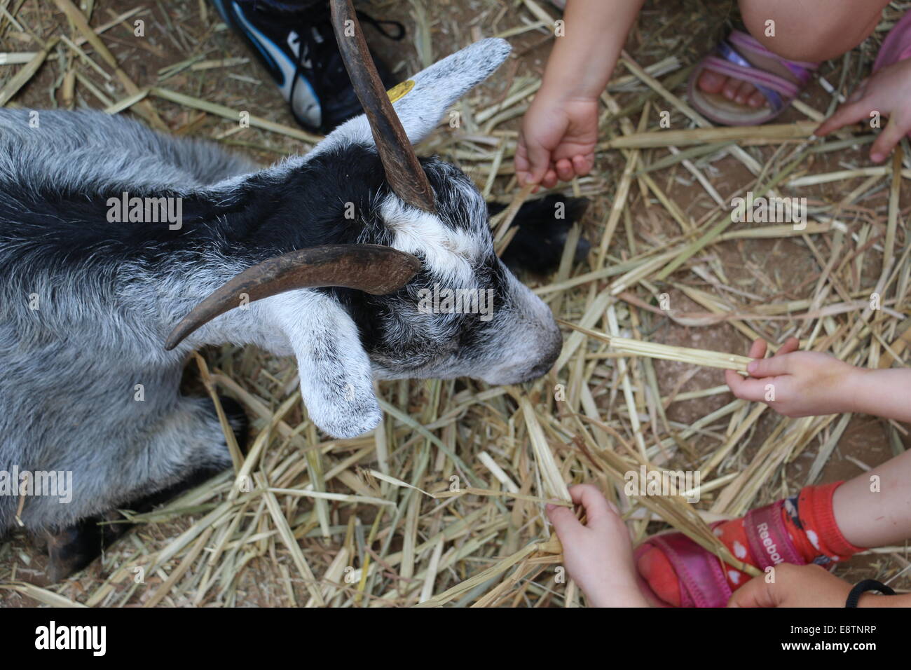 Feeding a Goat Stock Photo - Alamy