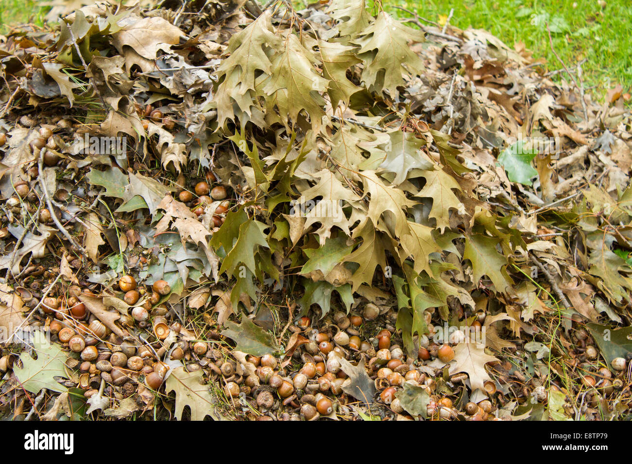 Piles of leaves hi-res stock photography and images - Alamy