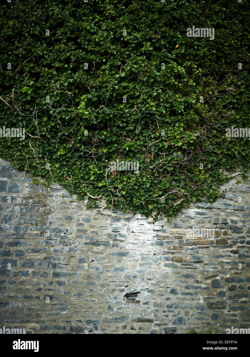 Ivy on wall Stock Photo - Alamy