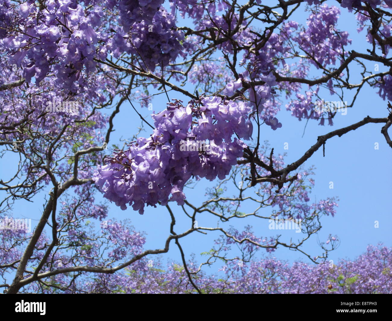 Jacaranda blossom hi-res stock photography and images - Alamy