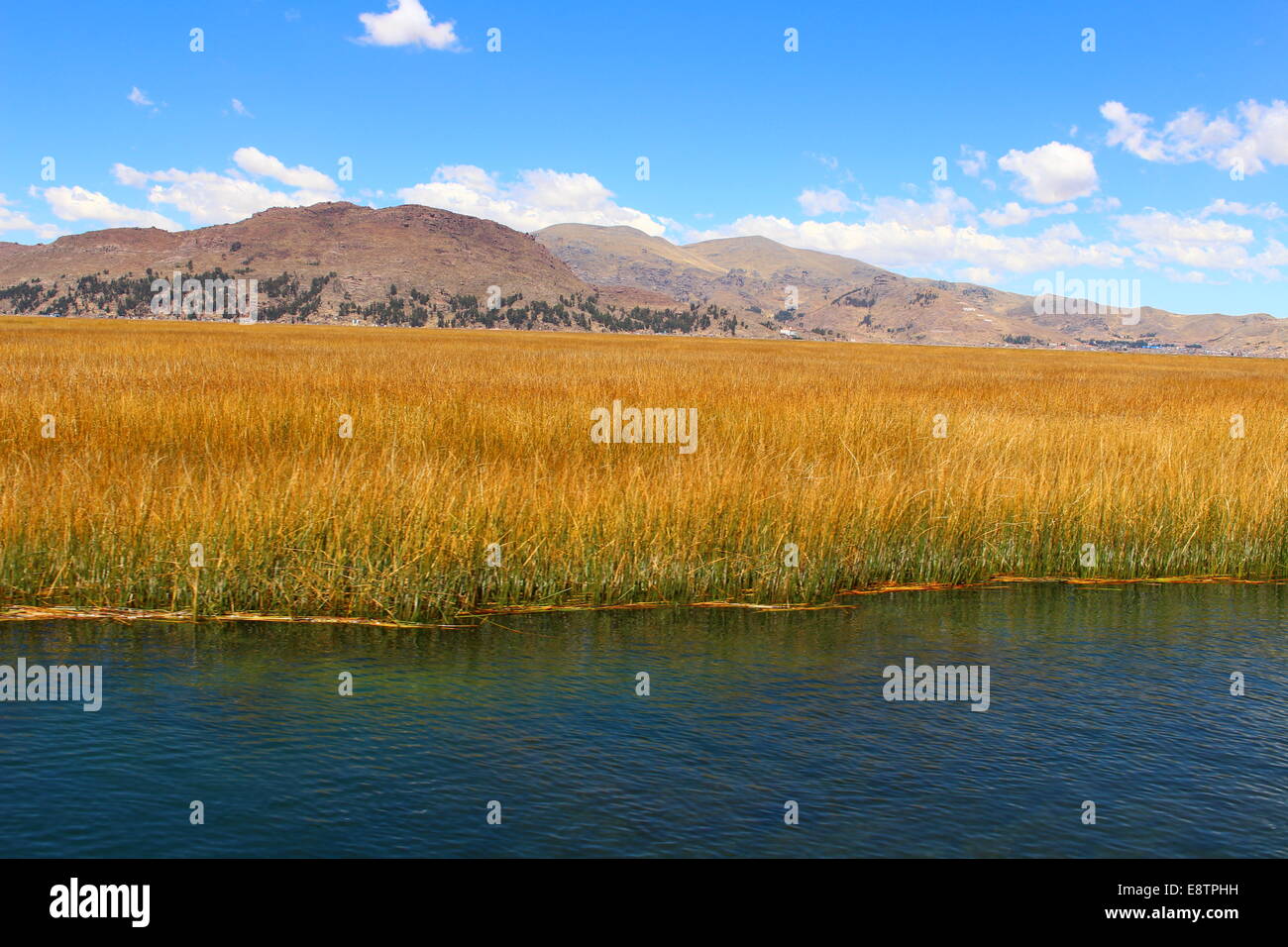 Floating reed beds hi-res stock photography and images - Alamy